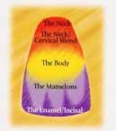 Trident's Premium Portrait® IPN®Dentures | Dentistry IQ